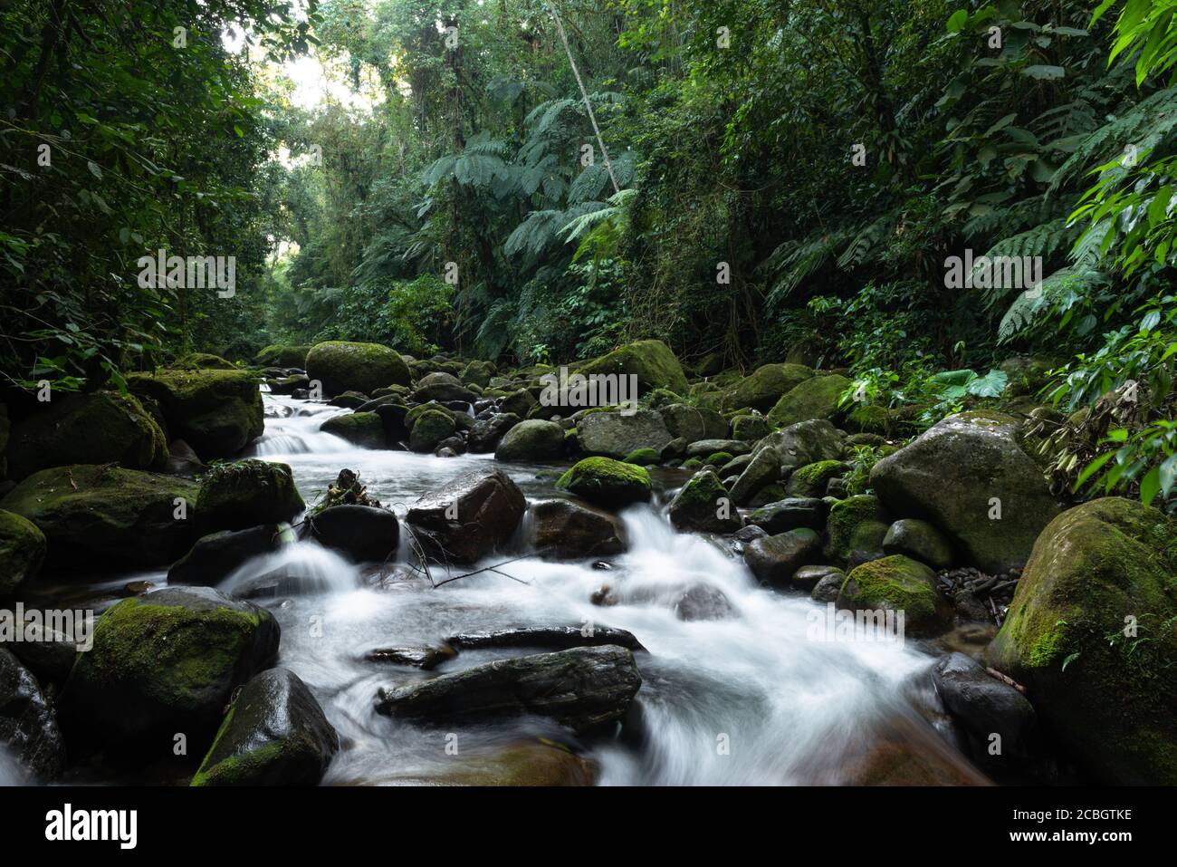 Rainforest river hi-res stock photography and images - Alamy