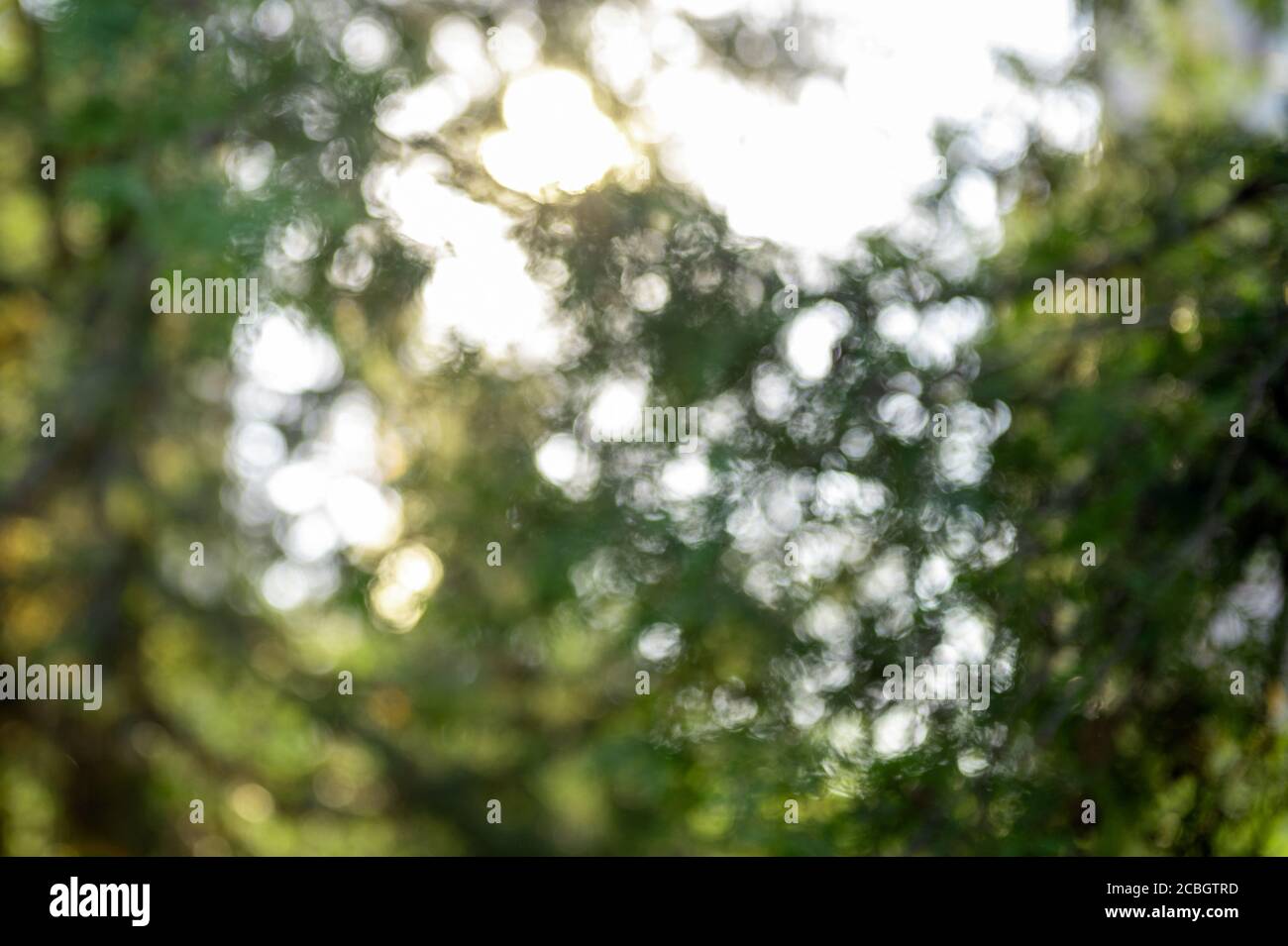Green background of tree foliage. Fresh healthy green bio background ...