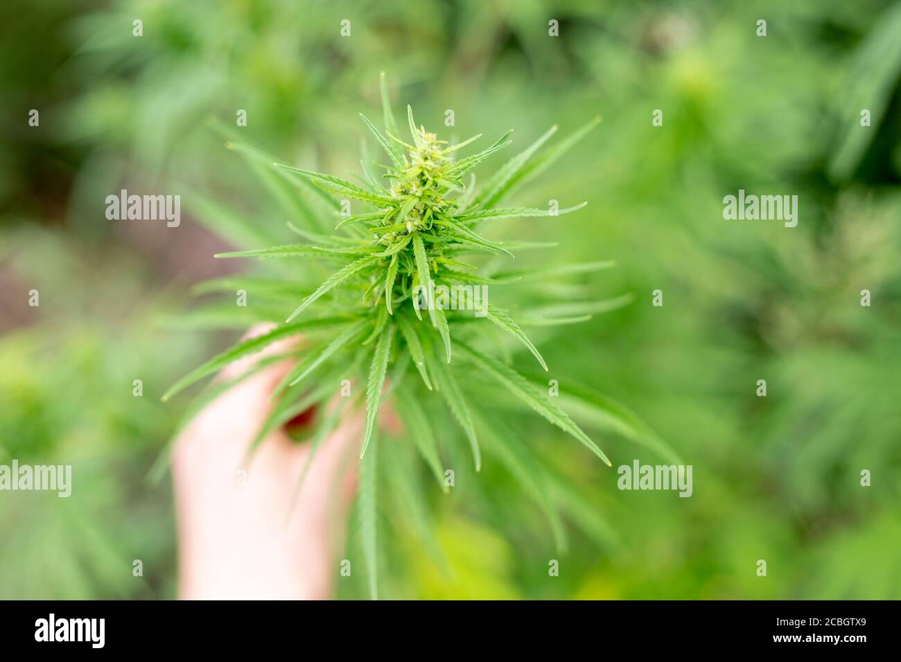 Cannabis leaf in hands hi-res stock photography and images - Alamy