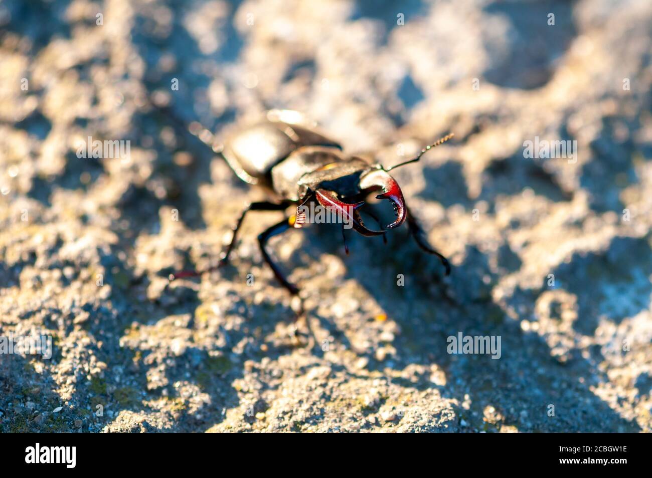 Close-up of a stag beetle walking on the ground Stock Photo - Alamy