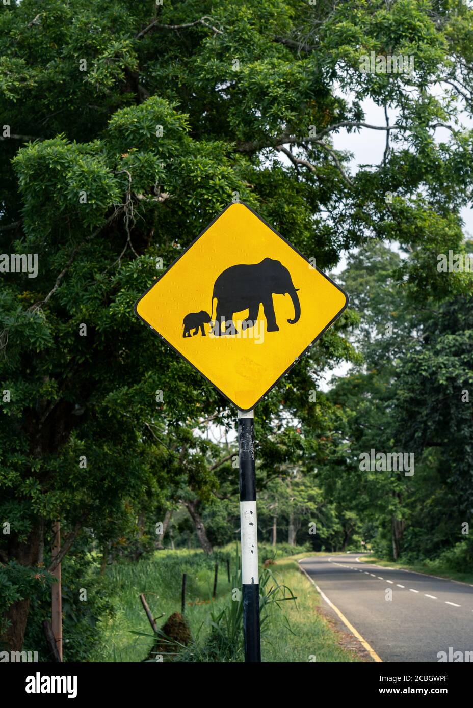 Elephants warning yellow road sign and jungle on background in Sri ...
