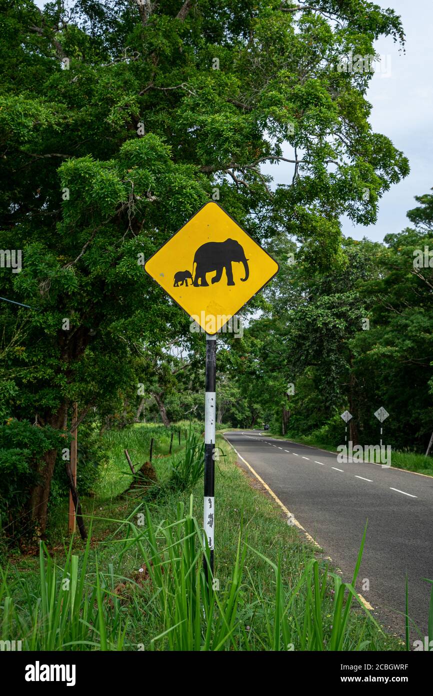 Elephants warning yellow road sign and jungle on background in Sri ...
