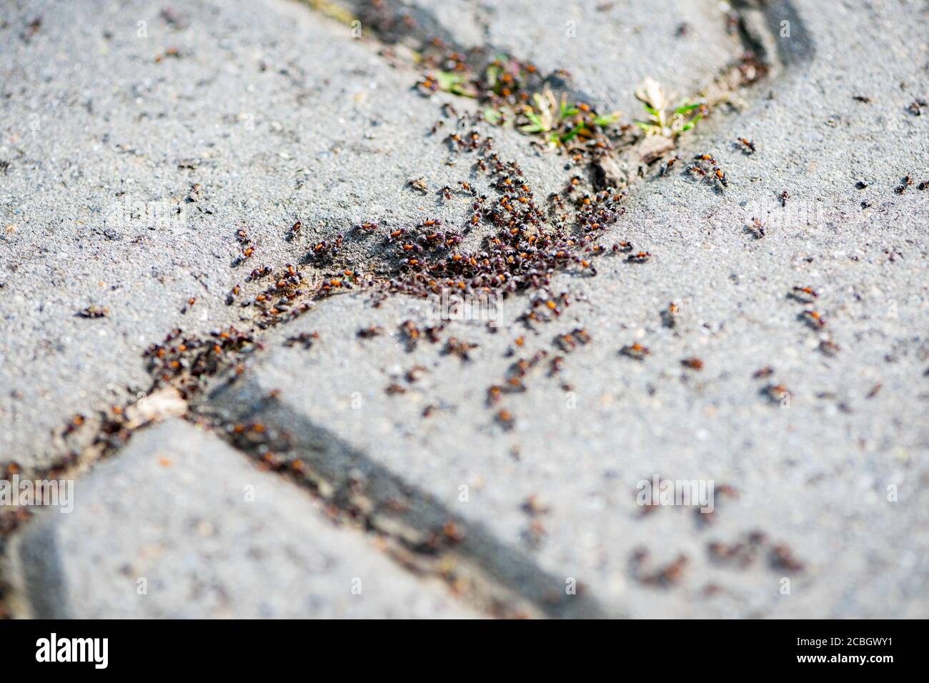 Pavement ant hi-res stock photography and images - Alamy