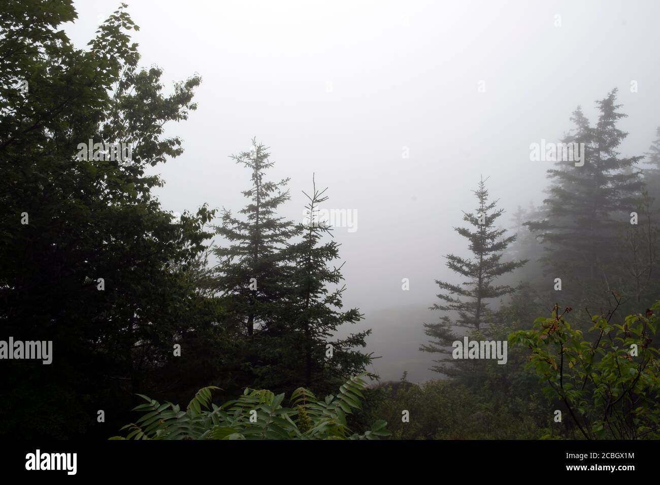 Trees and fog landscape, Maine, USA Stock Photo - Alamy