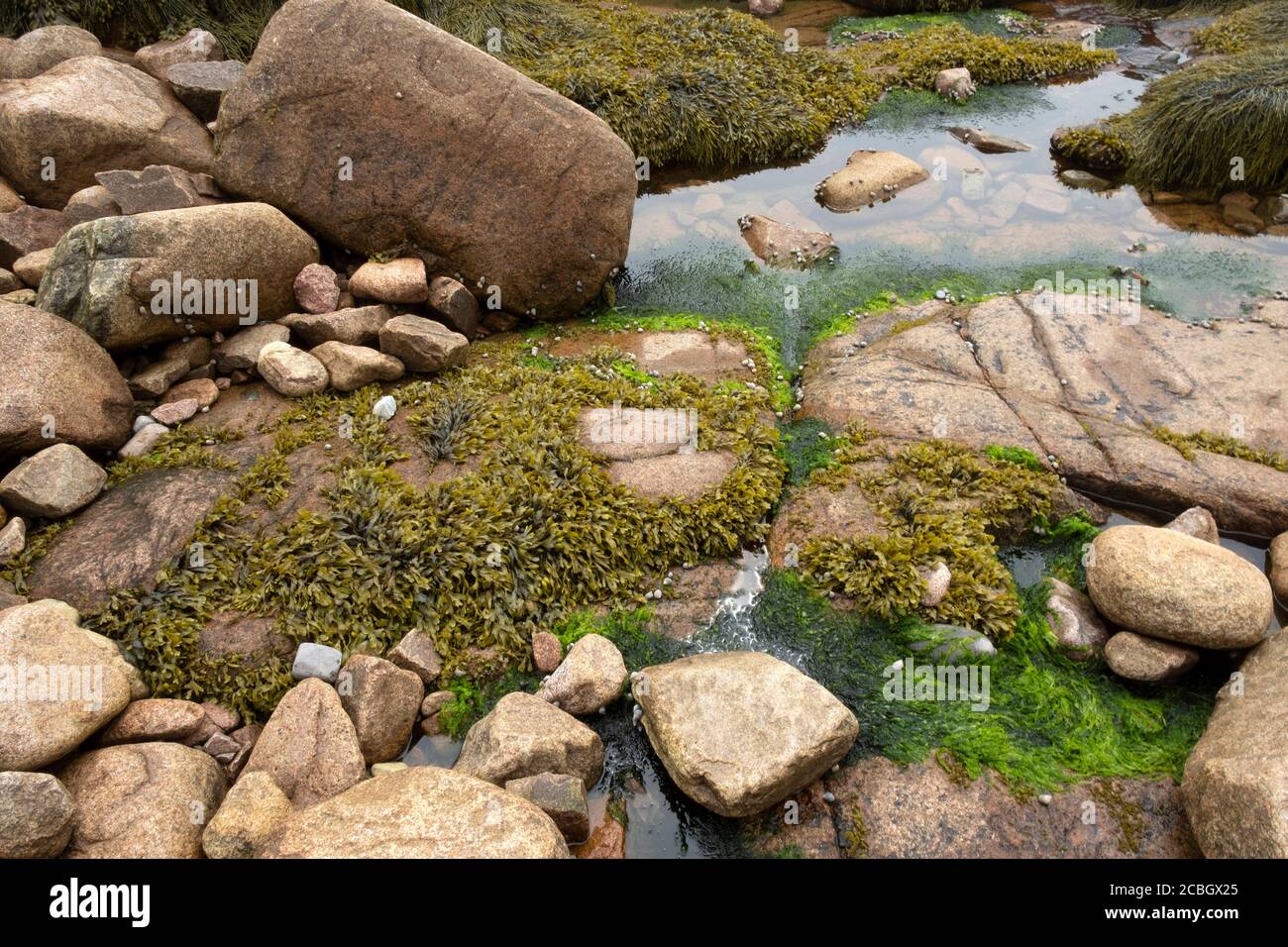 Algae growing on rocks, beach ocean science, Maine, USA Stock Photo - Alamy
