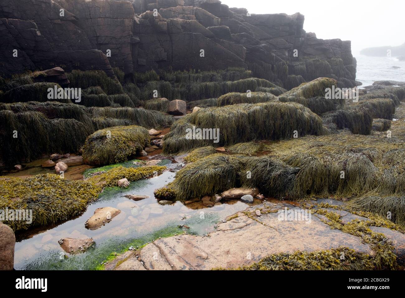 Ocean Path Hiking,Maine Coast, Ocean Path is a family-friendly trail ...