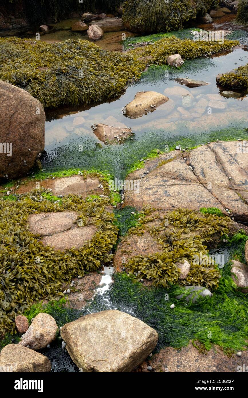 Algae growing on rocks, beach ocean science, Maine, USA Stock Photo - Alamy