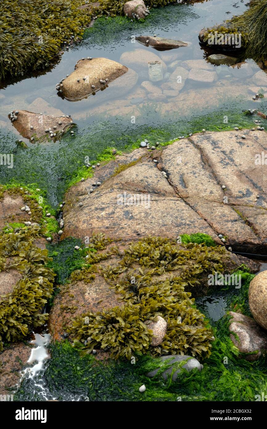 Algae growing on rocks, beach ocean science, Maine, USA Stock Photo - Alamy