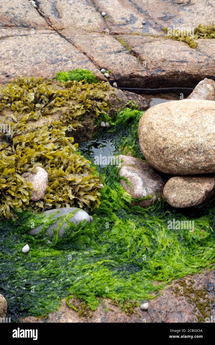 Algae growing on rocks, beach ocean science, Maine, USA Stock Photo - Alamy