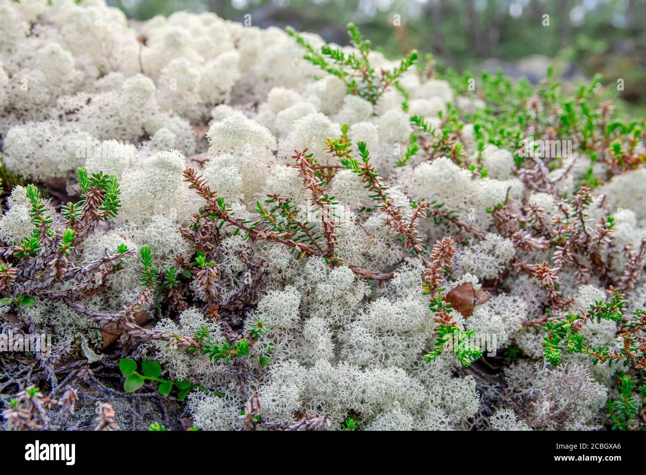 White reindeer lichen background pattern in the north boreal forest ...