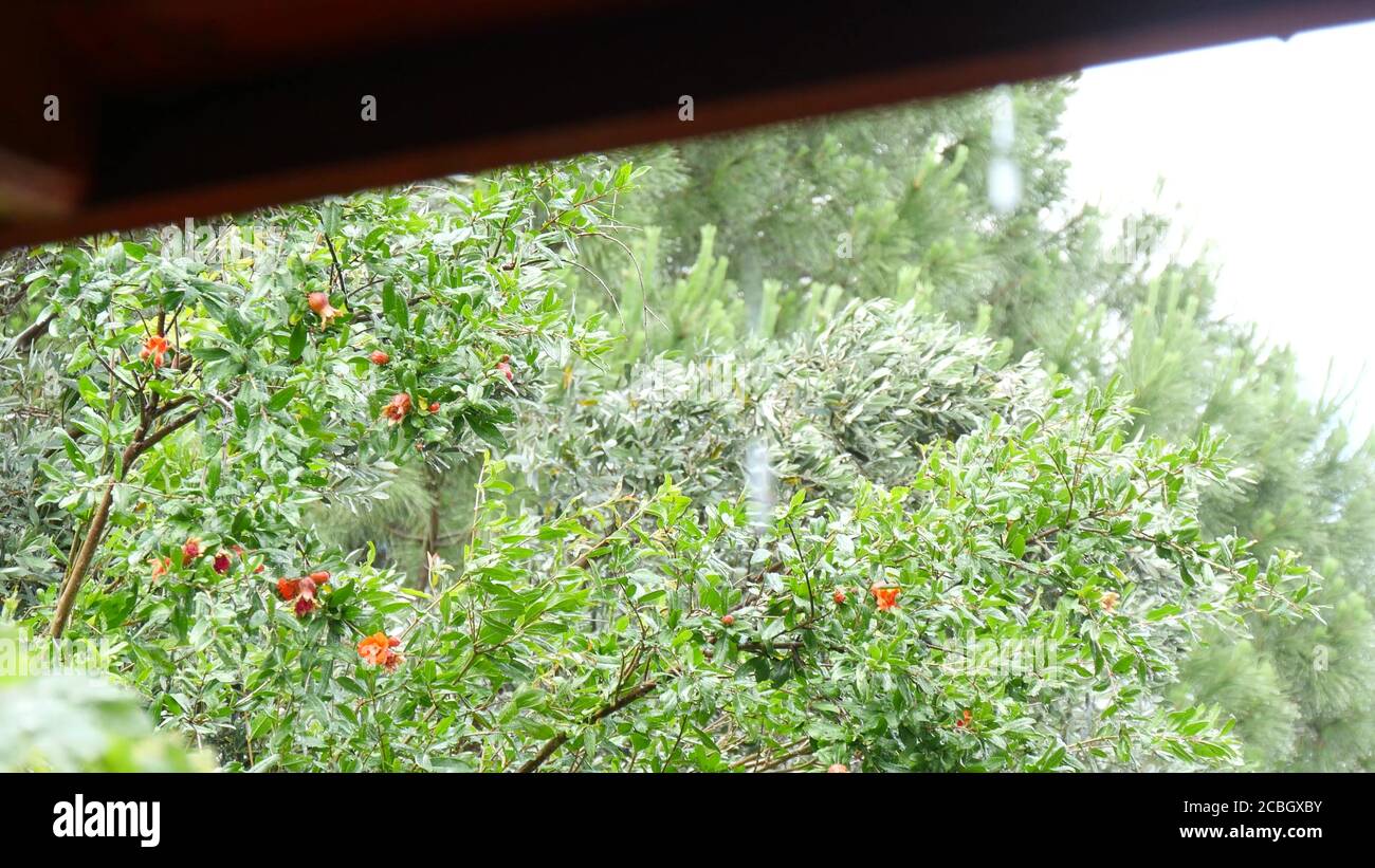 Rain drops falling from roof's eave during rain Stock Photo - Alamy