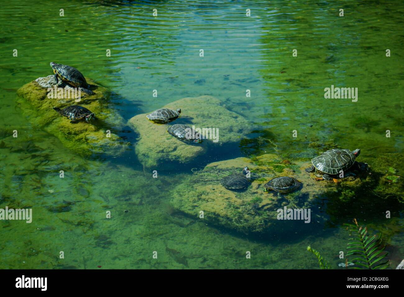Plenty of pond slider water turtle (Trachemys scripta) are basking in ...