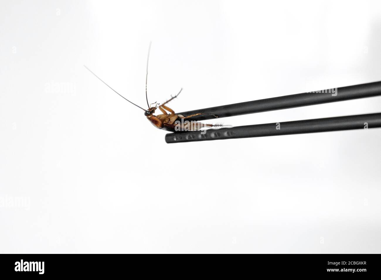 Chinese stick insects hi-res stock photography and images - Alamy