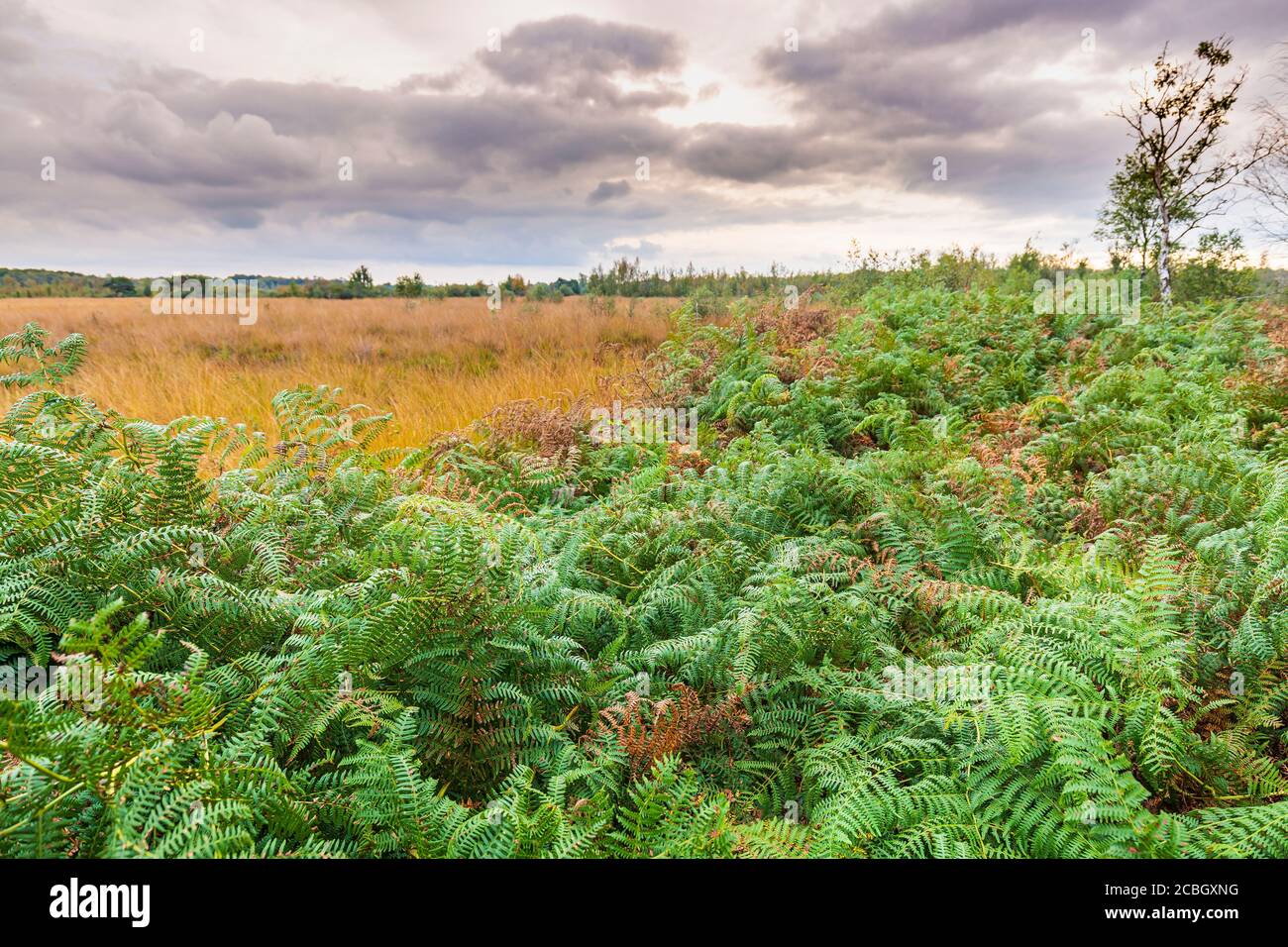 Wetlands with decayed vegatation known as peat moss or sphagnum at a ...