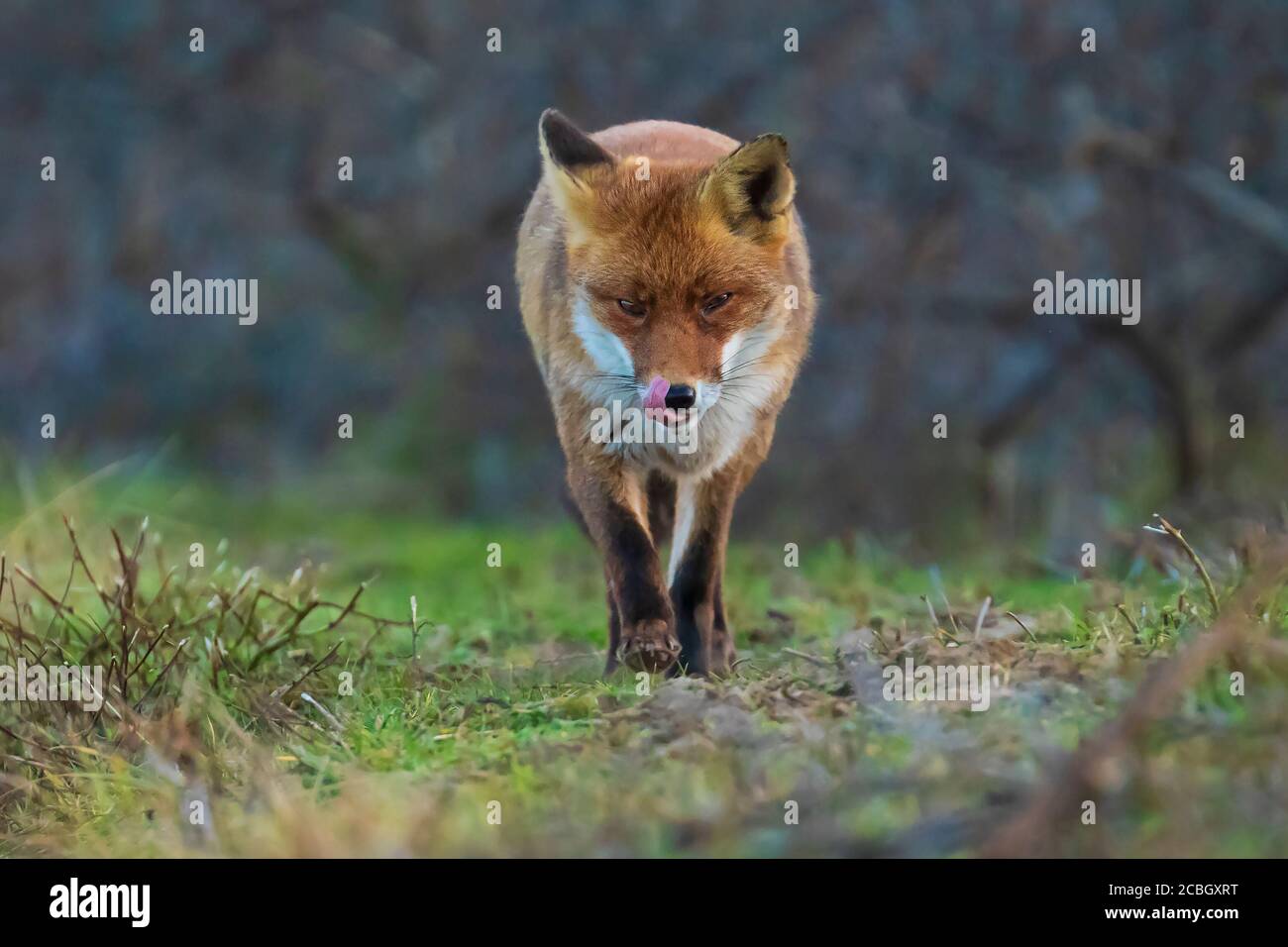Wild red fox vulpes vulpes scavenging Stock Photo - Alamy