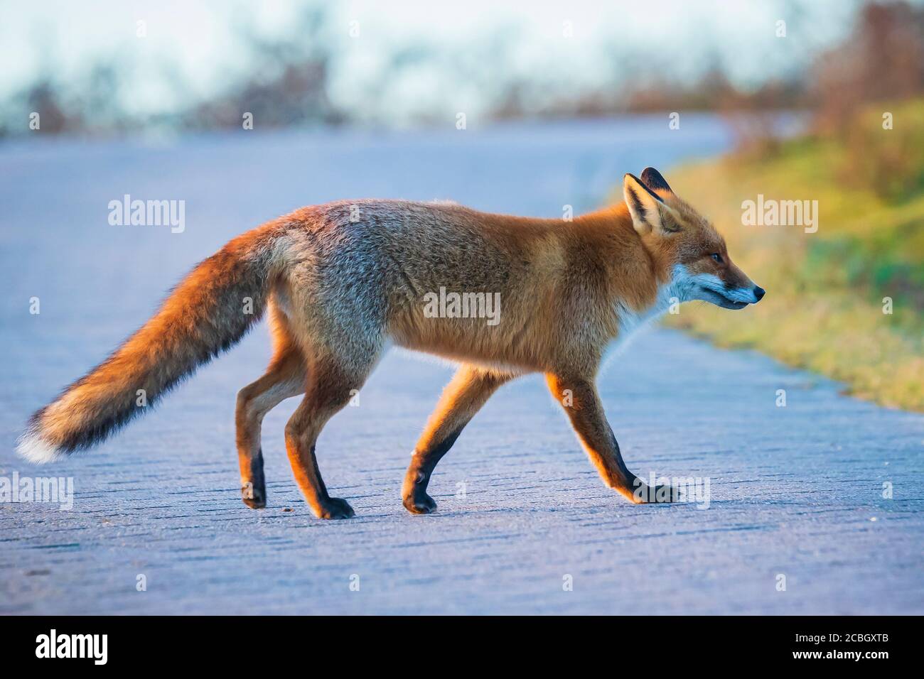 Red fox crossing road hi-res stock photography and images - Alamy