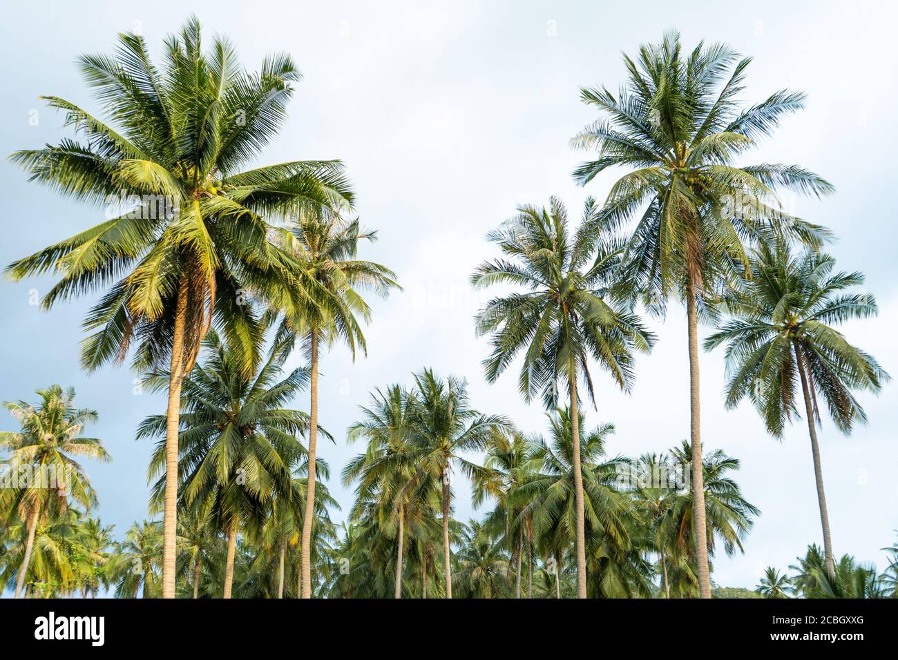 palm grove. Palm trees in the tropical jungle. Symbol of the tropics ...