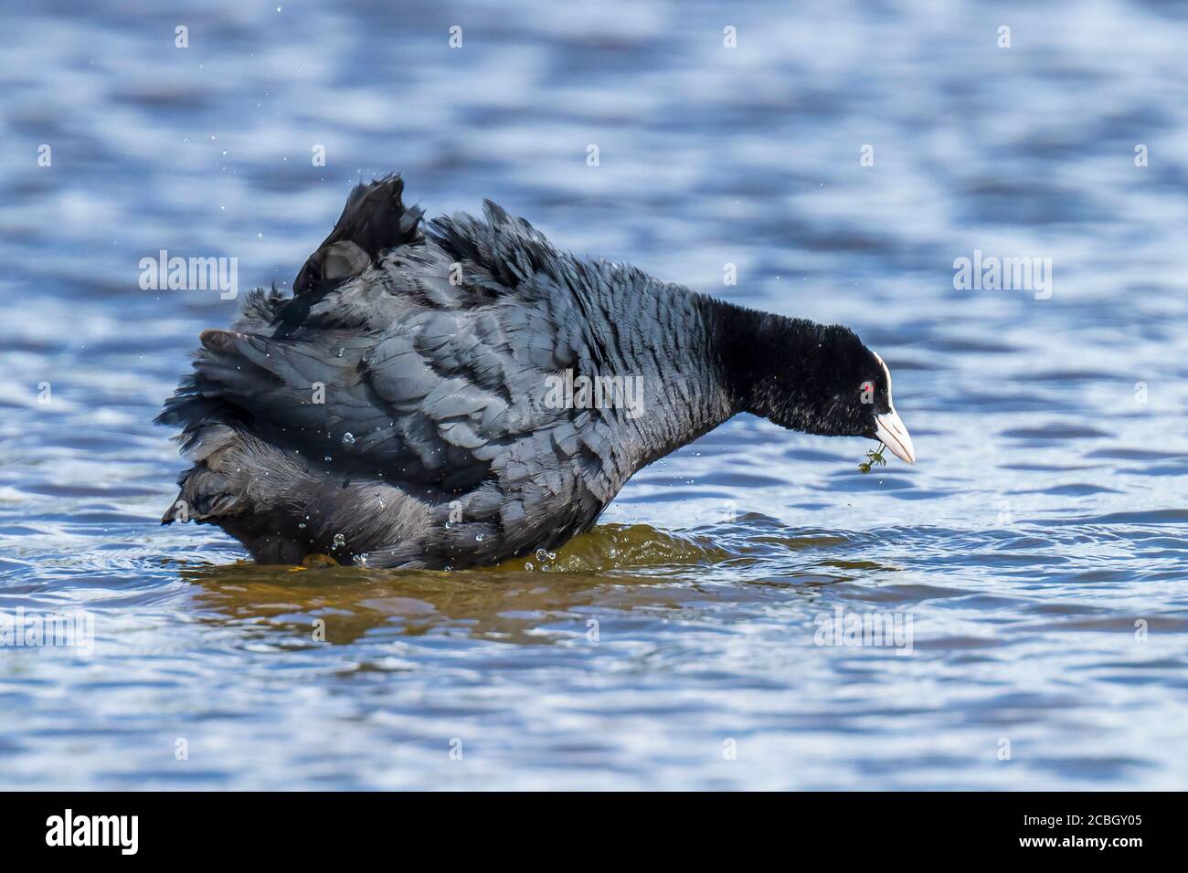 Eurasian coot Fulica atra, swimming on the water surface. Preening ...