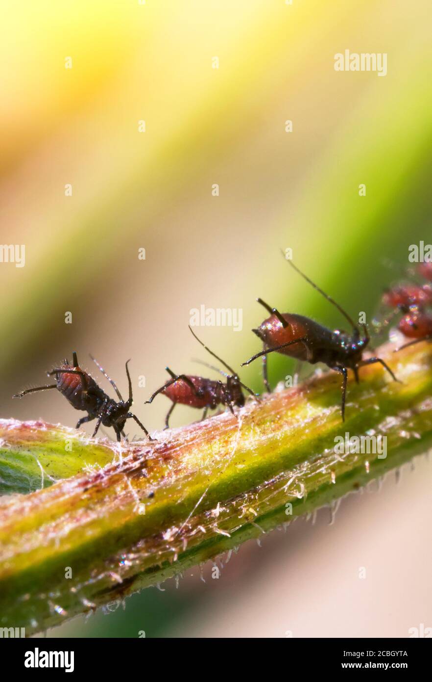Macro shot of Aphids on the stem. Aphidoidea Stock Photo - Alamy