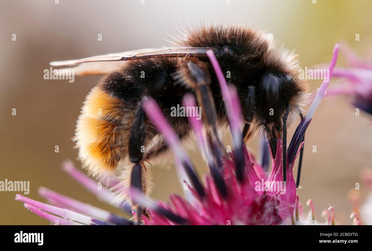 Closeup shot bumblebee on flower hi-res stock photography and images ...