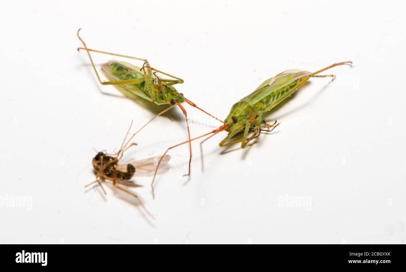 Dead insects hi-res stock photography and images - Alamy