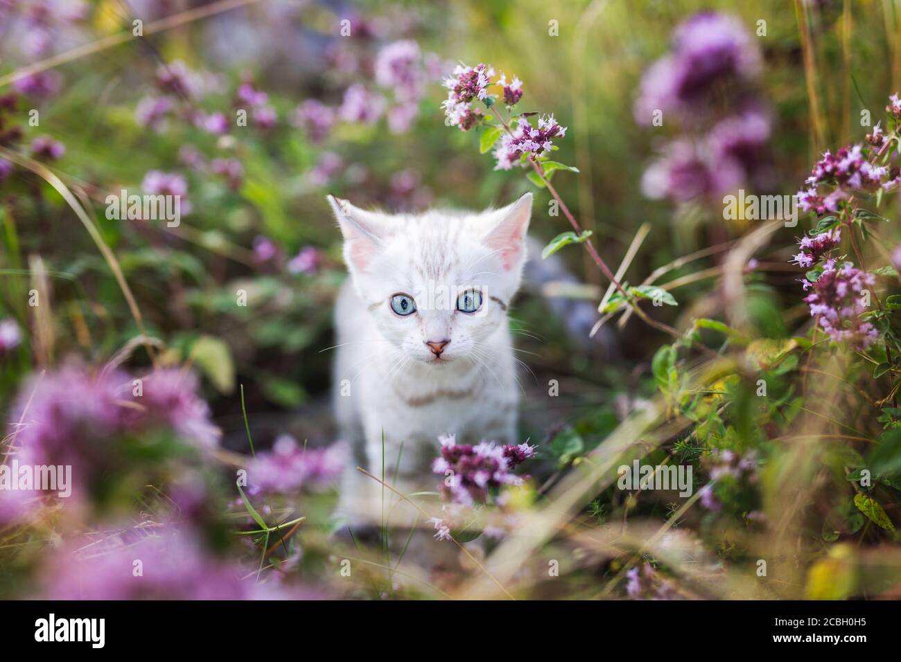 A cute white little Snow Bengal kitten outdoors surrounded by purple ...