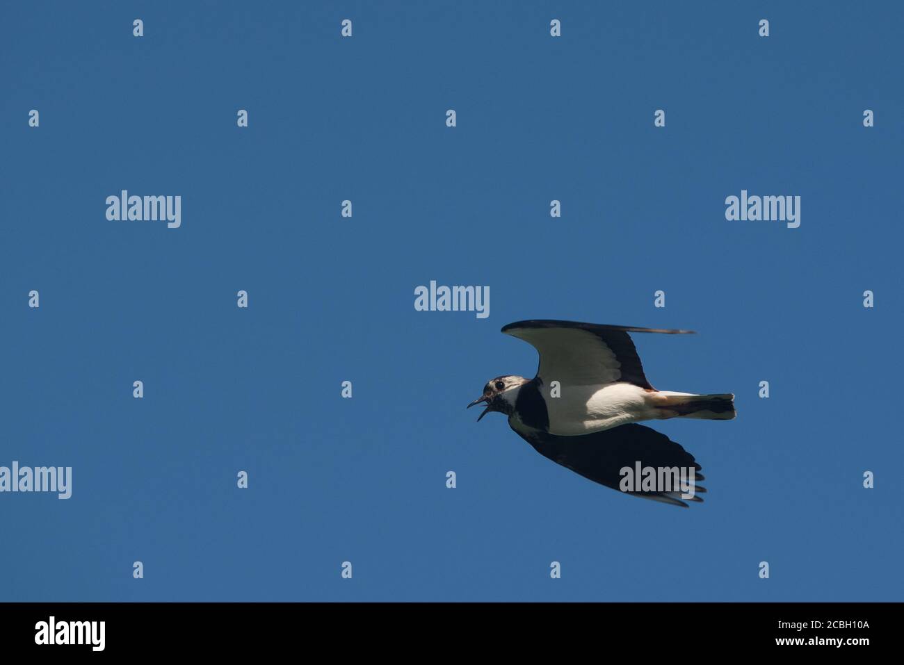 a noisy lapwing flying in the blue sky Stock Photo - Alamy