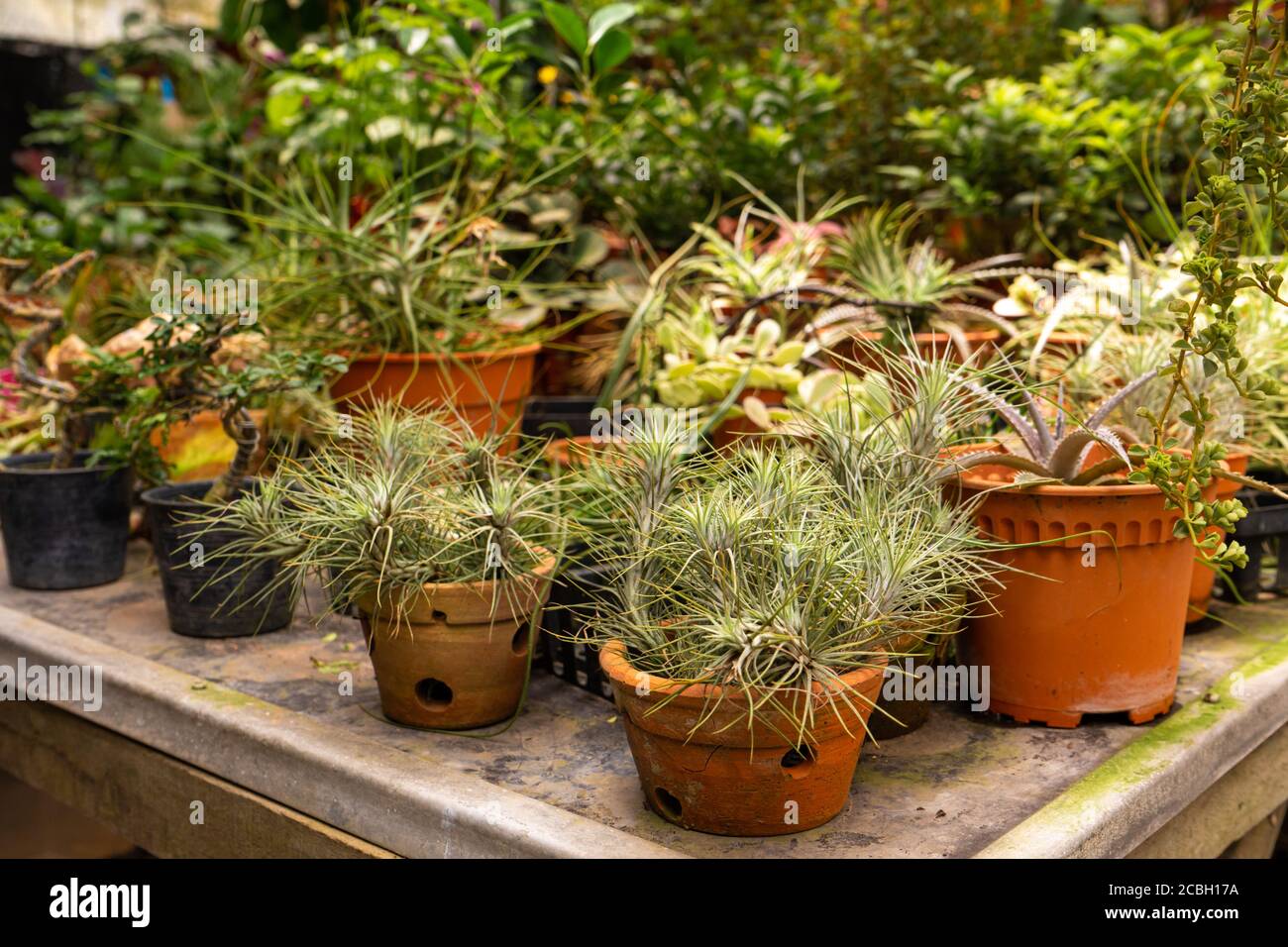 Coniferous trees in pots. Flower and plant shop Stock Photo - Alamy