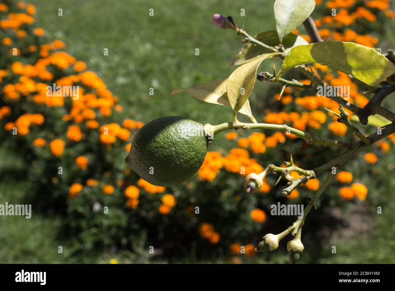 Lemon tree flowers hi-res stock photography and images - Alamy