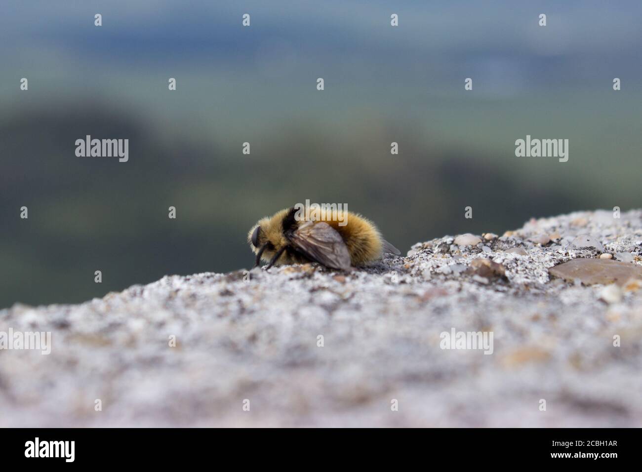 Honey color stone hi-res stock photography and images - Alamy