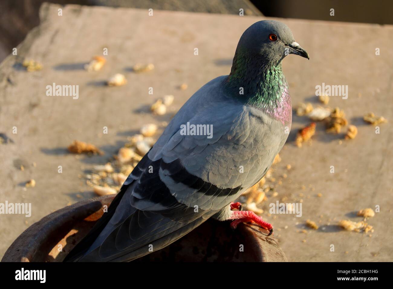 Birds Eye View Birds Eyes High Resolution Stock Photography and Images ...