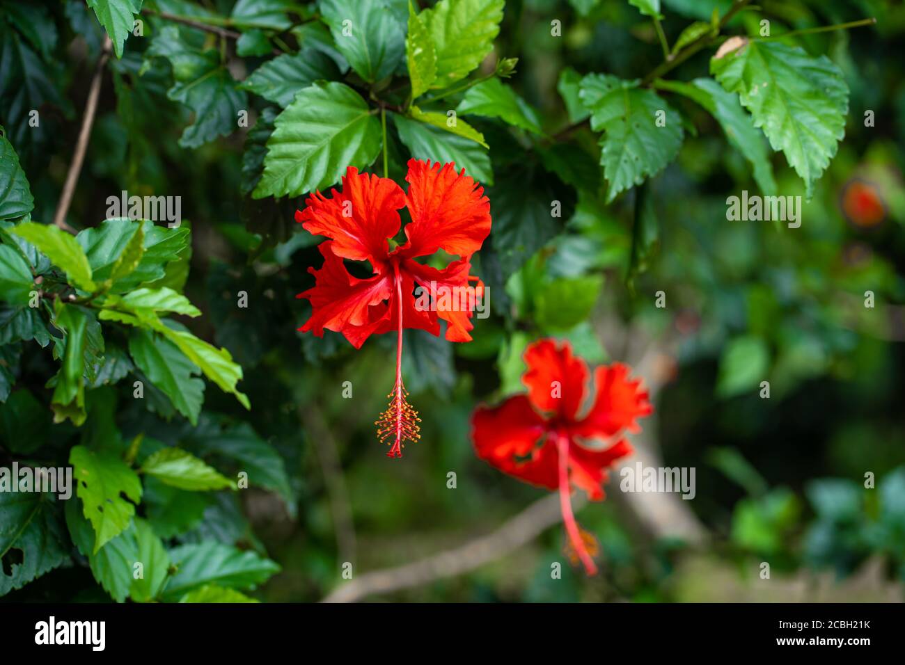 Hibiscus flowers in the wild, against the backdrop of green hills Stock ...