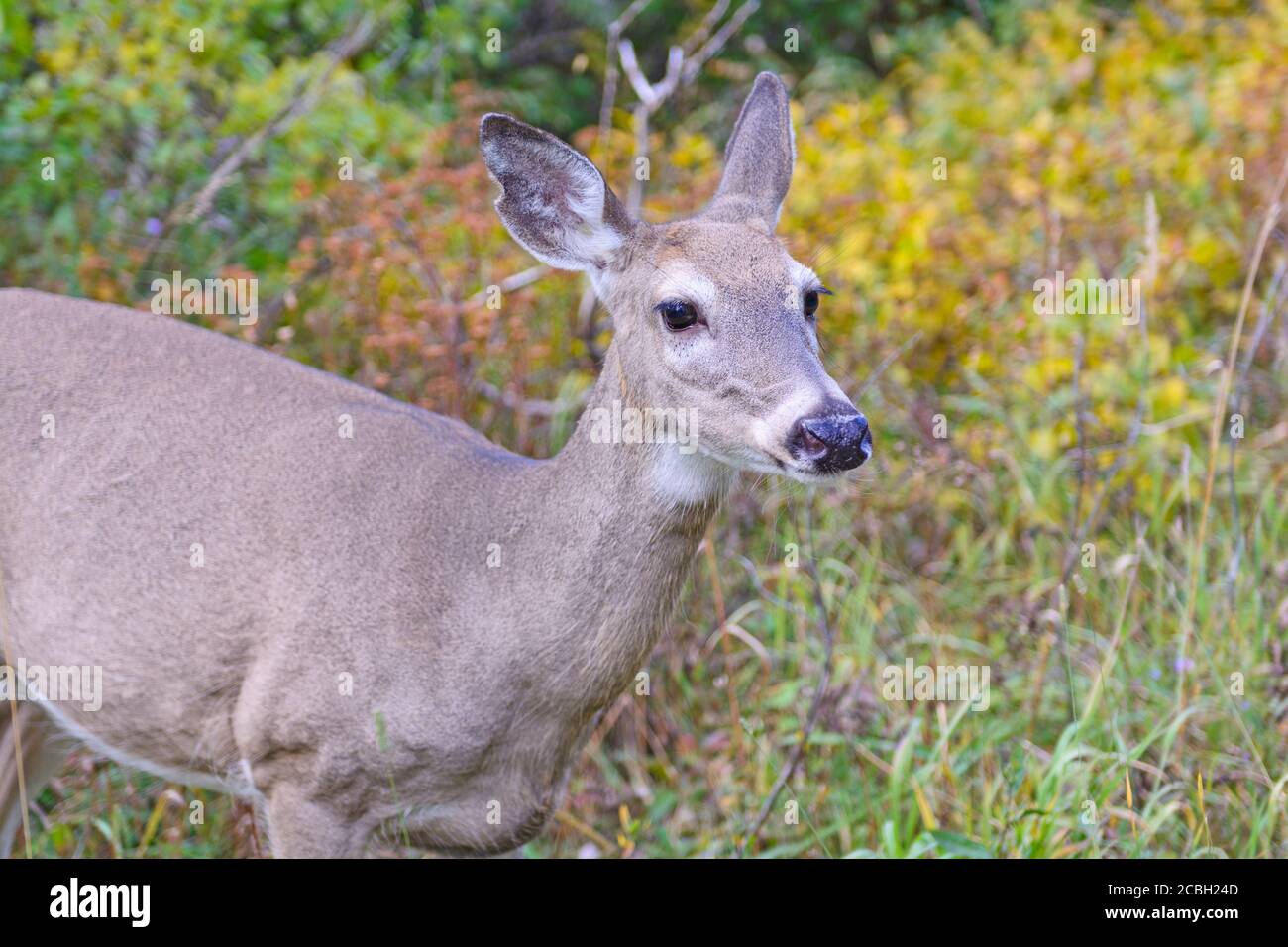 Mule Deer in the Swiftcurrent valley of Glacier National Park in ...
