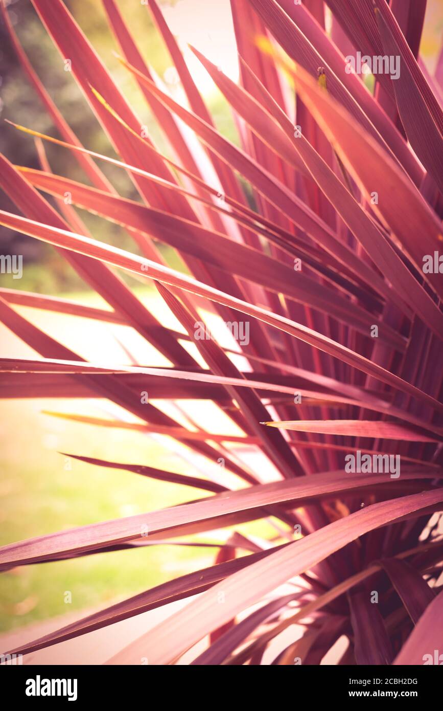 Tropical plant leaves in sun light in a sunny summer garden Stock Photo ...