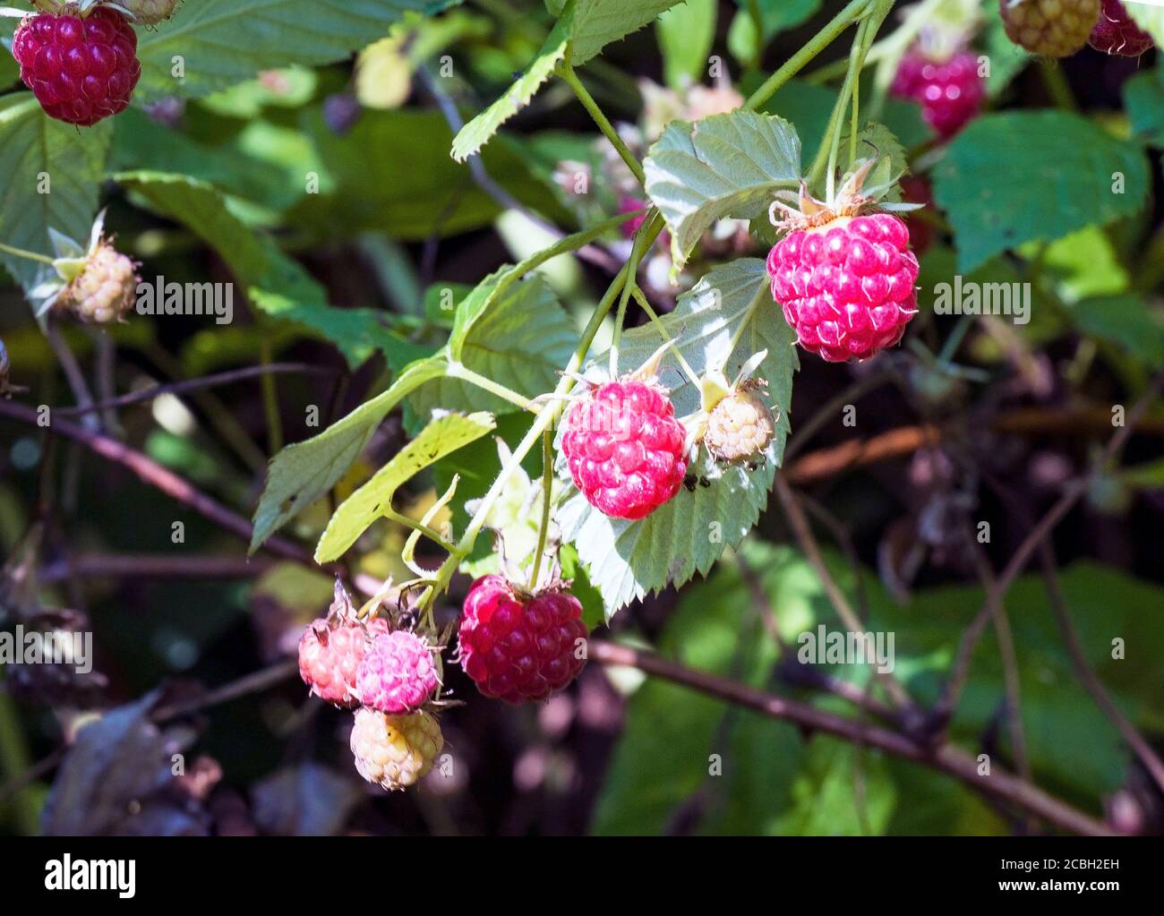 Raspberry berries on a Bush illuminated by the sun Stock Photo - Alamy
