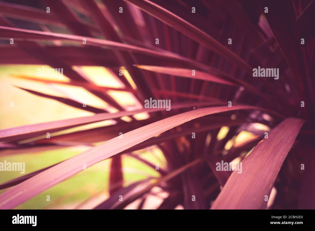Tropical plant leaves in sun light in a sunny summer garden Stock Photo ...