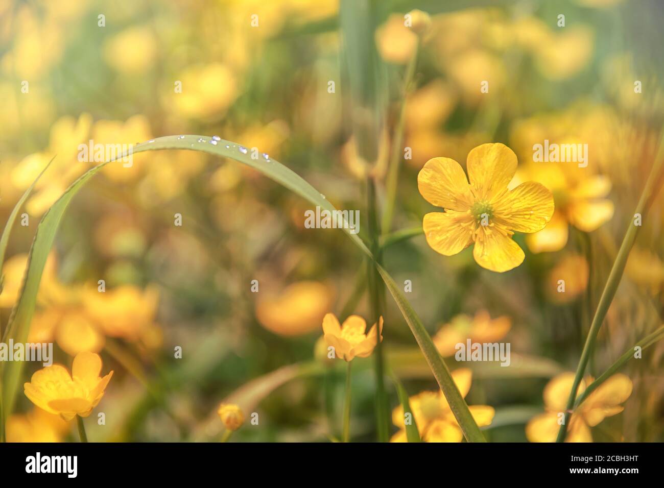 Silverweed herb hi-res stock photography and images - Alamy