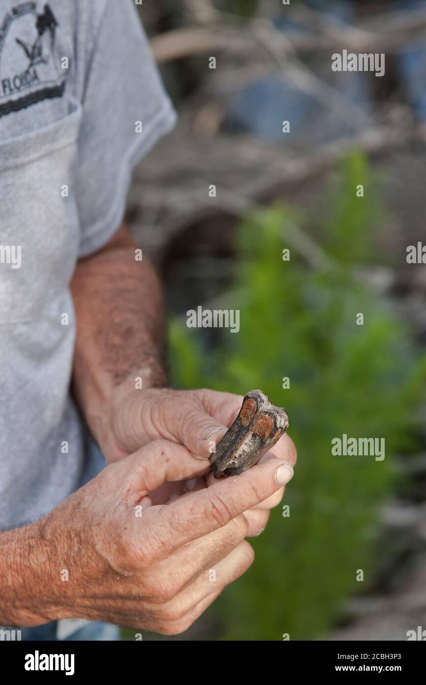 Miocene epoch hi-res stock photography and images - Alamy