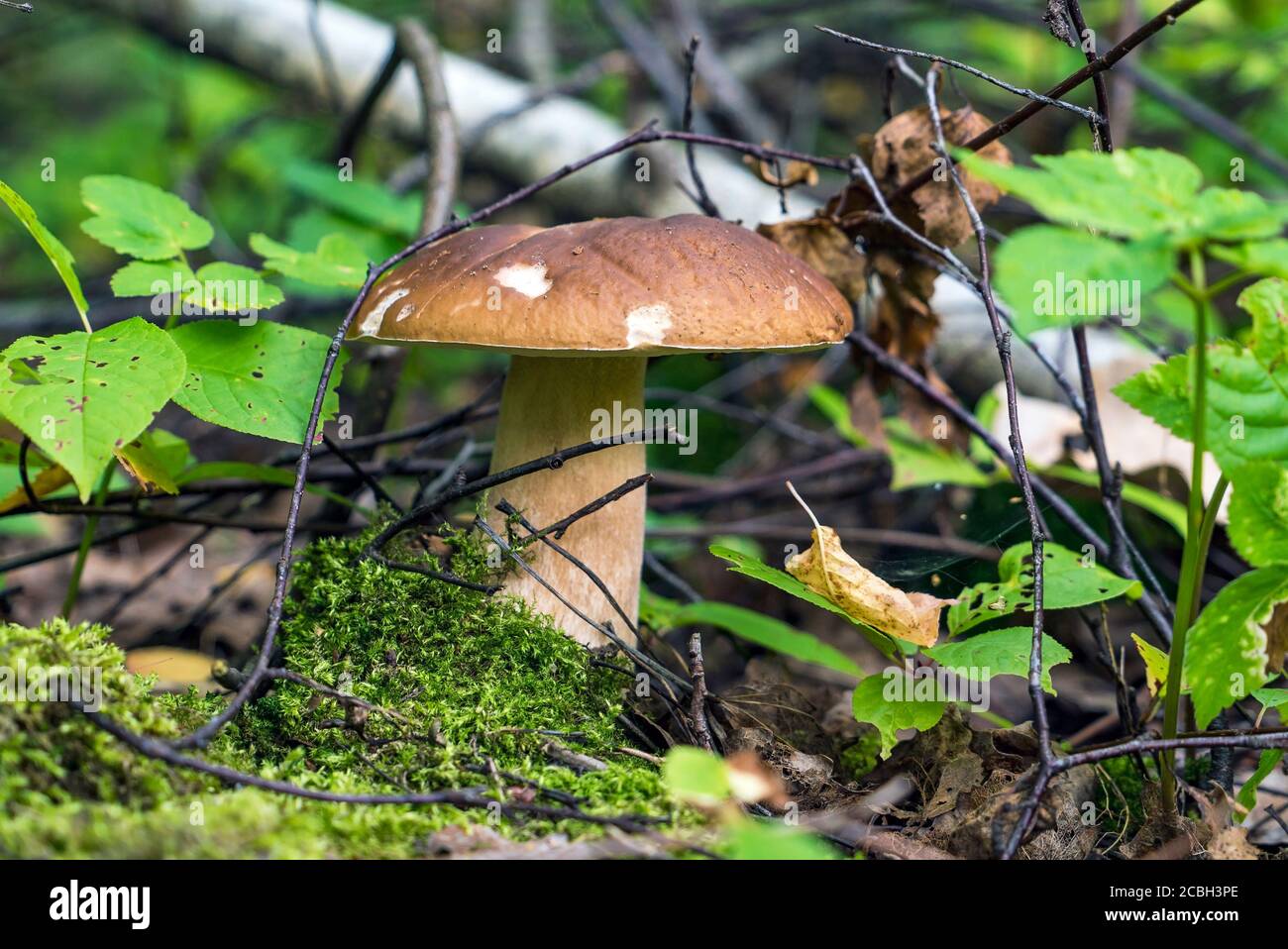 White mushroom boletus in the forest under a tree.Leningrad region ...