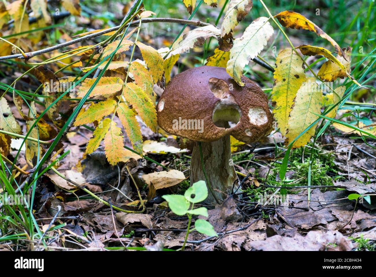 White mushroom boletus in the forest under a tree.Leningrad region ...