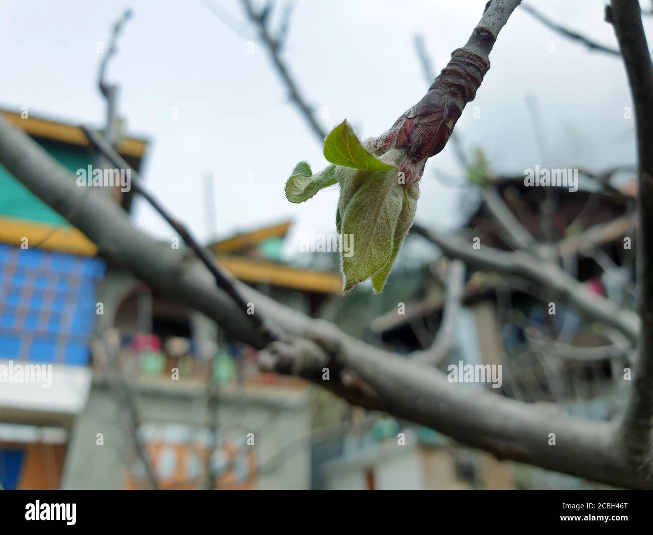 Spring Buds flowers new fruits tree branches greenery and green beauty ...