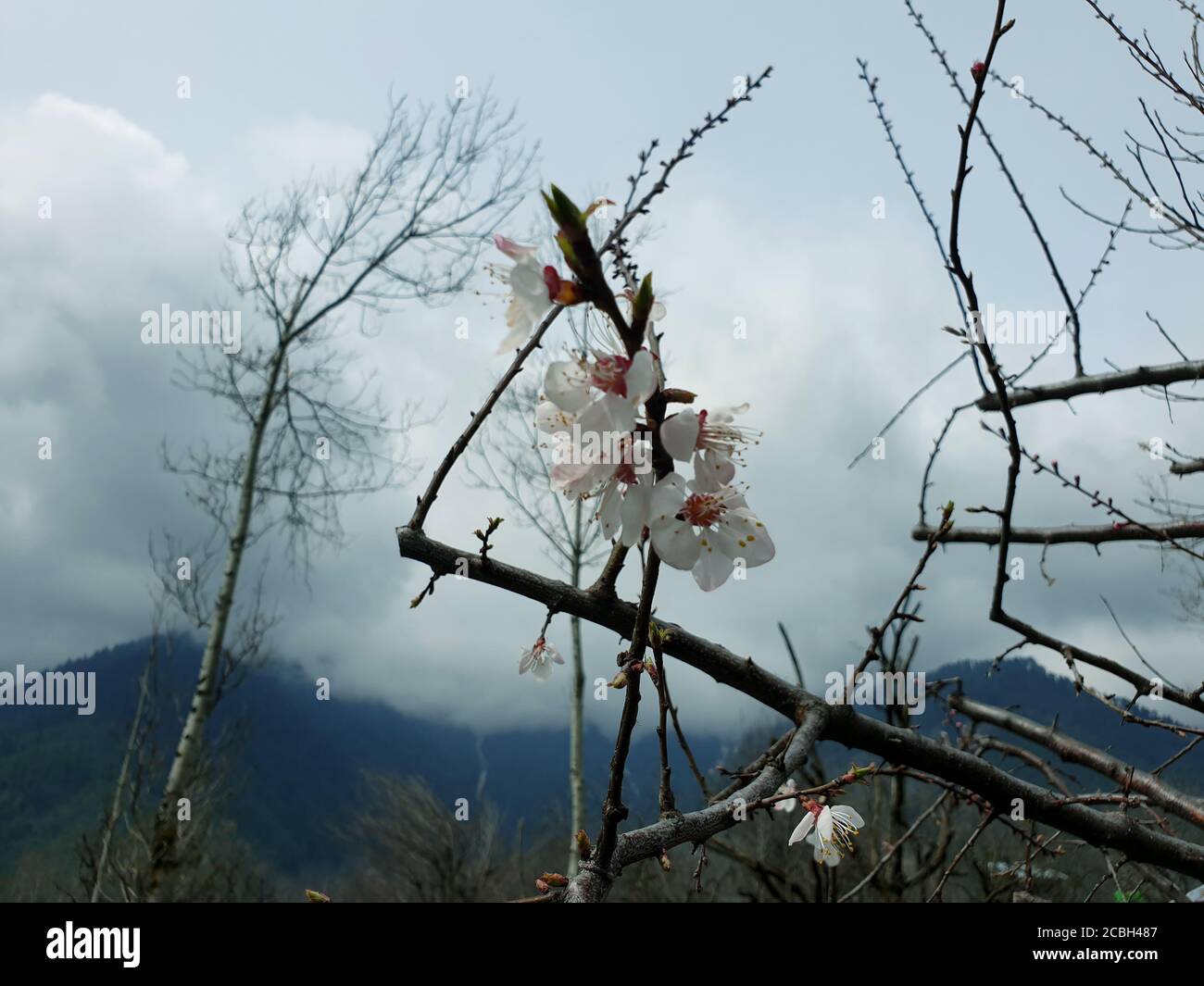 Spring Buds flowers new fruits tree branches greenery and green beauty ...