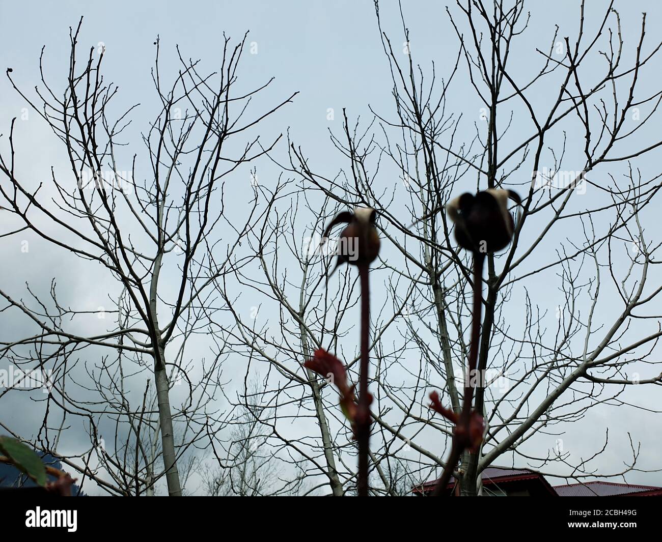 Spring Buds flowers new fruits tree branches greenery and green beauty ...