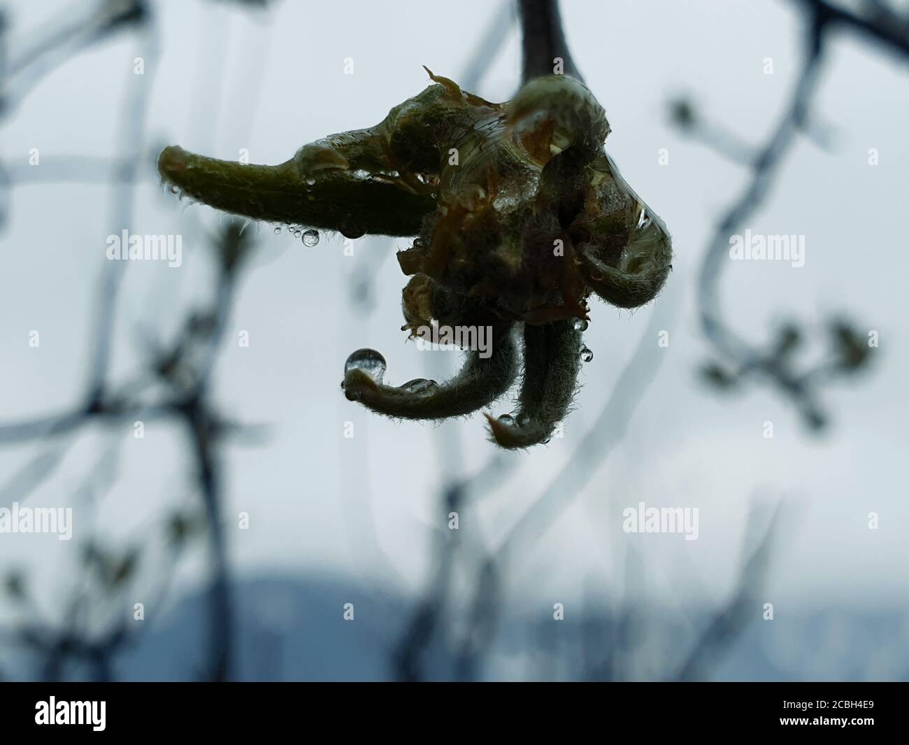 New buds on trees hi-res stock photography and images - Alamy
