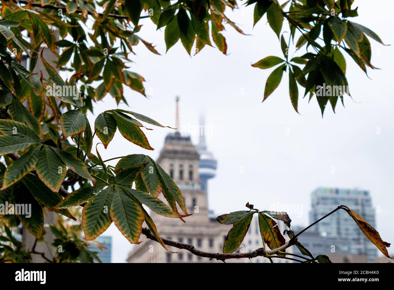 Downtown skyline glimpsed through overhanging tree leaves Stock Photo ...