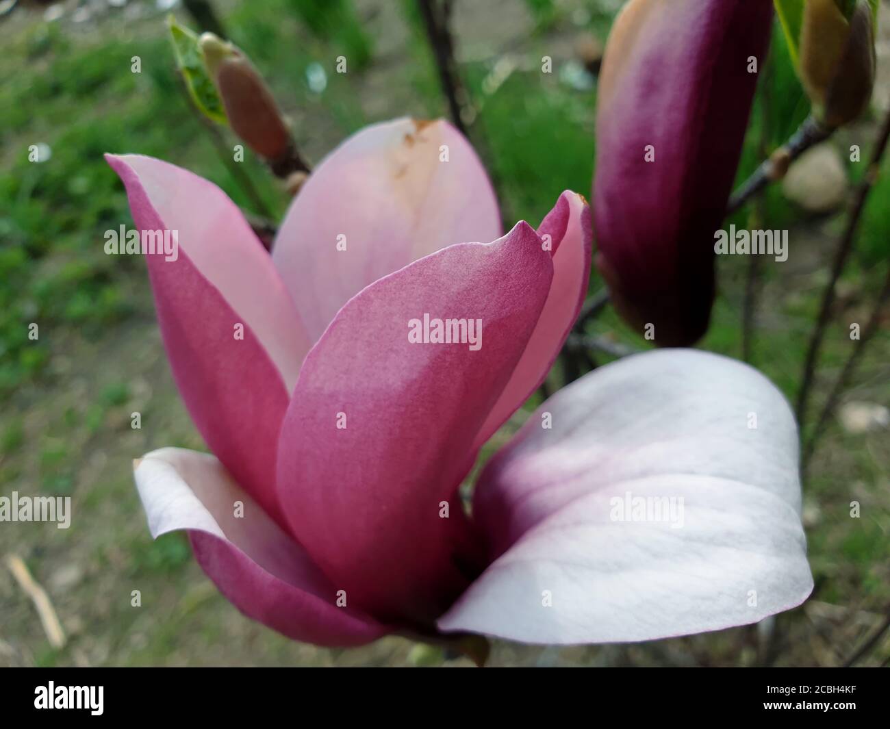 Spring Buds flowers new fruits tree branches greenery and green beauty ...