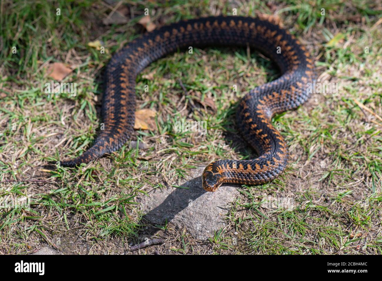 Adder scotland hi-res stock photography and images - Alamy