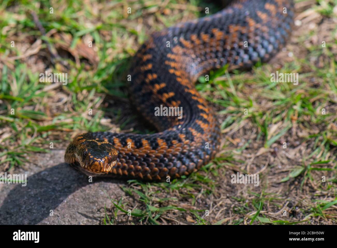 Adder scotland hi-res stock photography and images - Alamy