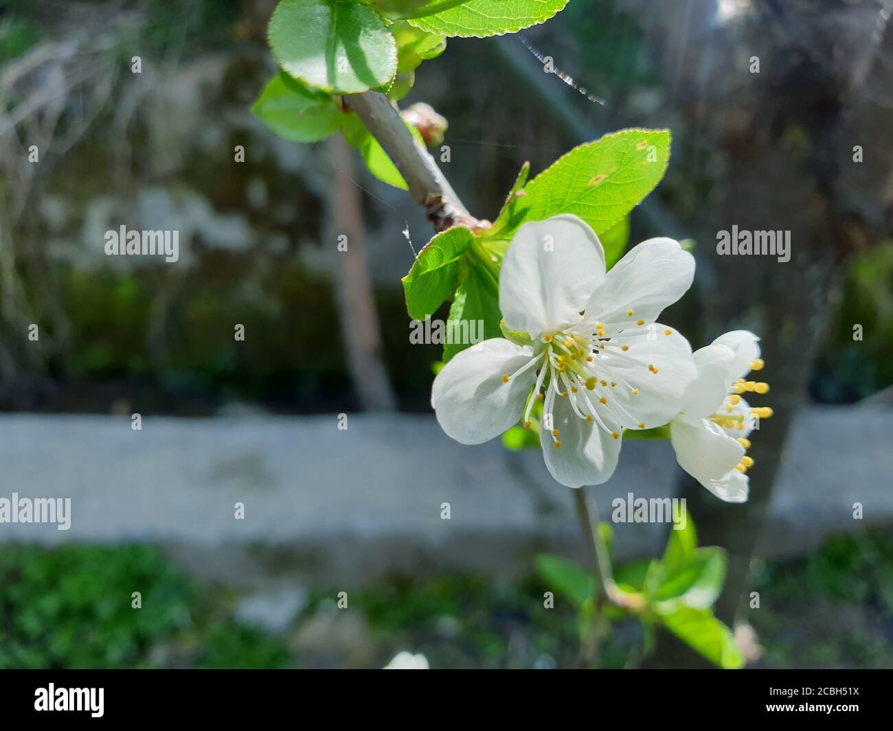 Spring Buds flowers new fruits tree branches greenery and green beauty ...