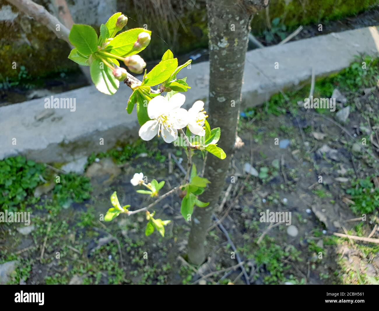 Spring Buds flowers new fruits tree branches greenery and green beauty ...